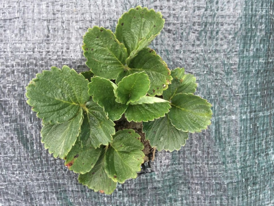 Tela Ground Cover (Farmer) – MERSATEX S.A