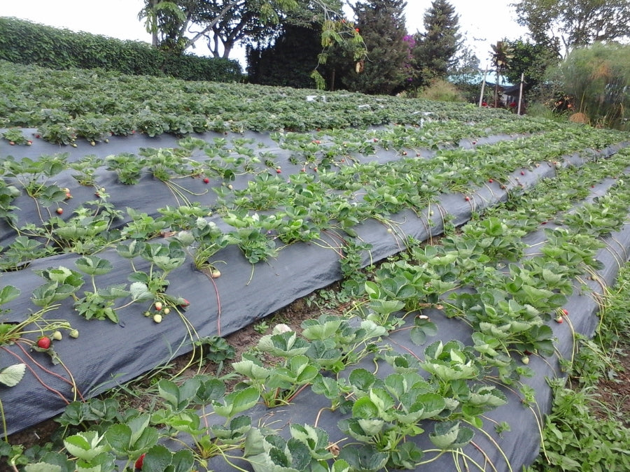 Tela Ground Cover (Farmer) – MERSATEX S.A
