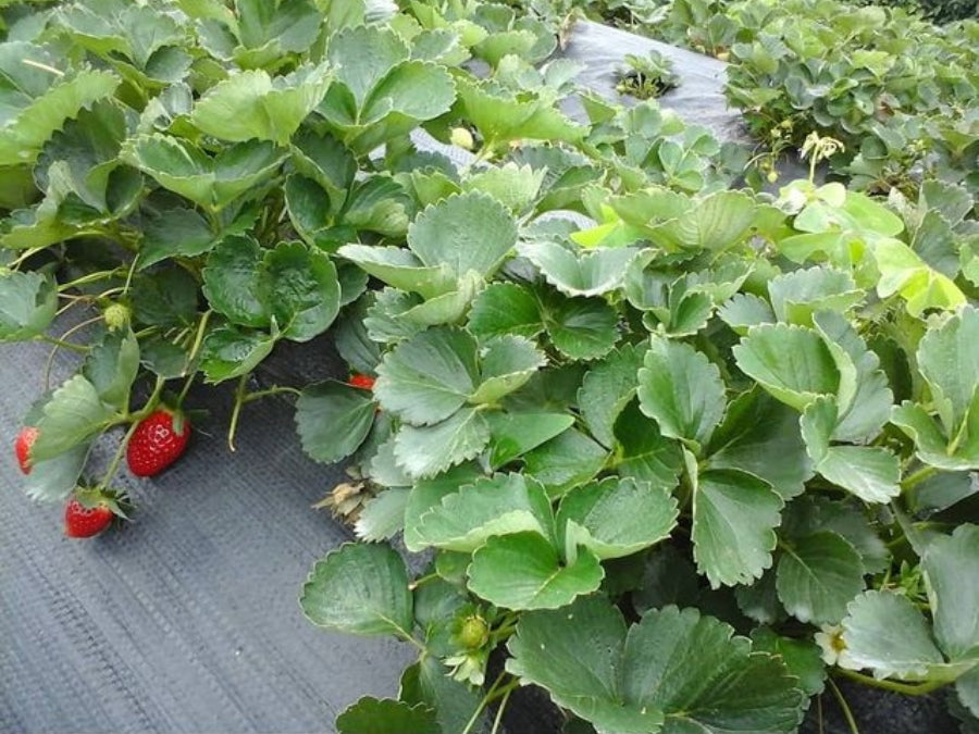 Tela Ground Cover (Farmer) – MERSATEX S.A