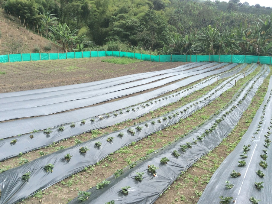Tela Ground Cover (Farmer) – MERSATEX S.A
